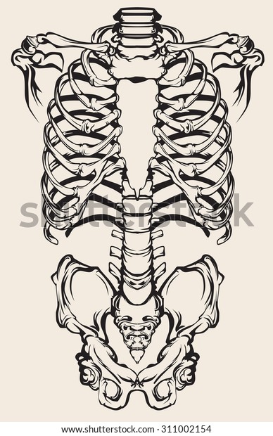 Detailed Anatomical Illustration Human Skeleton Stock Illustration ... Detailed Anatomical Illustration Human Skeleton Stock Illustration ...