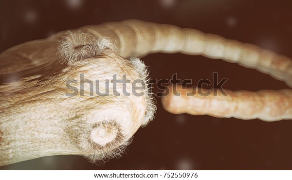 Detailed Tapeworm Under Microscope 3d Rendering Stock Illustration ...