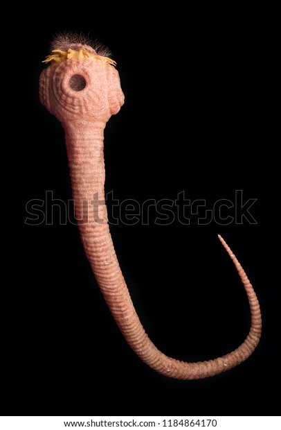 Detailed tapeworm under the microscope-3d rendering