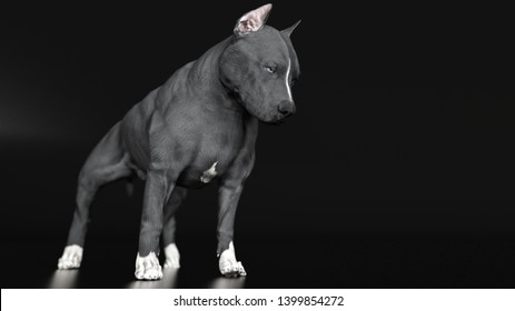 Pitbull Standing Black Background Side View Stock Illustration ...