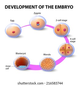 Origin Mitochondria Chloroplasts Endosymbiotic Theory Symbiogenesis ...
