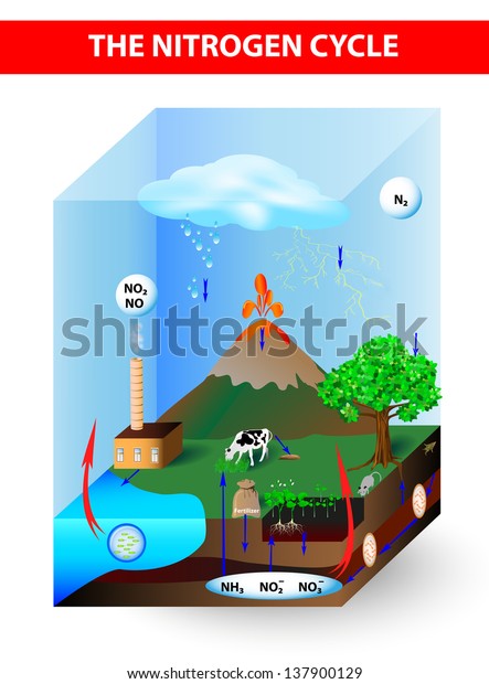 Nitrogen Cycle Process Steps With Diagrams Explained