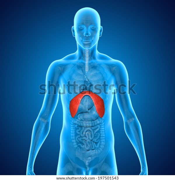 Diaphragms Stock Illustration 197501543 | Shutterstock
