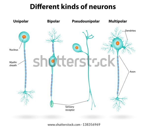 Different Kinds Neurons Scheme Structure Typical Stock Illustration ...
