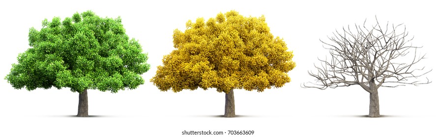 Different Seasons Tree Isolated 3d Illustration Stock Illustration ...