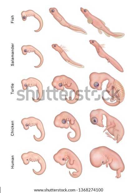 Different Stages Early Embryonic Development Stock Illustration 1368274100