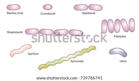 Different Types Bacteria Rod Bacillus Coccus Illustration de stock de ...