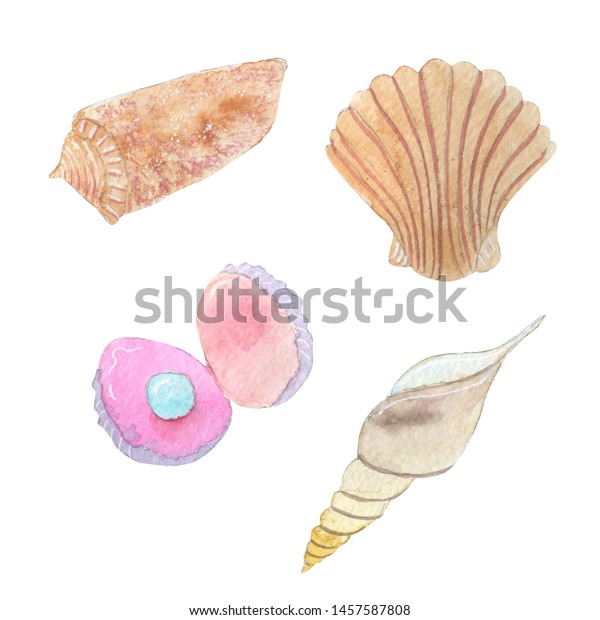 Different Types Shell Watercolor Hand Drawn Stock Illustration 1457587808