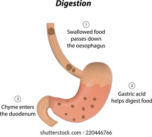 Digestion Stock Vector (Royalty Free) 220163884