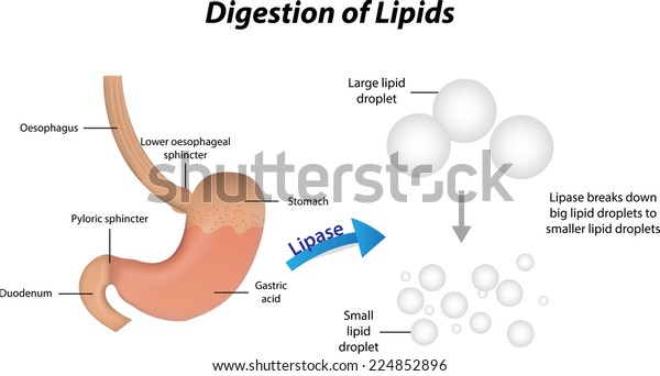 Digestion Lipids Stock Illustration 224852896