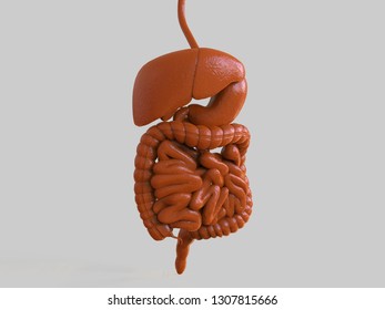 Digestive System 3d Rendering Stock Illustration 1307815654 | Shutterstock