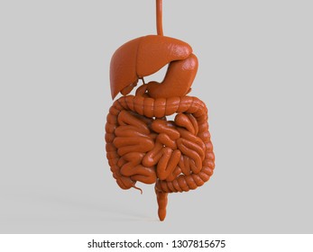 Digestive System 3d Rendering Stock Illustration 1307815654 | Shutterstock