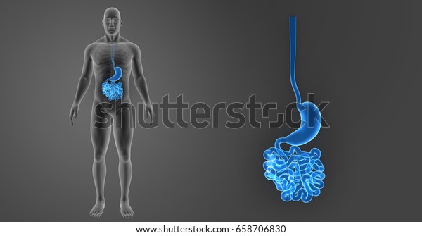 Digestive System Anterior View 3d Illustration Stock Illustration ...