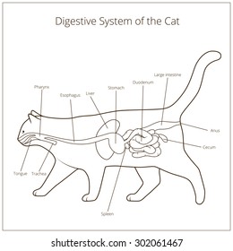 74 Cat large intestine Images, Stock Photos & Vectors | Shutterstock