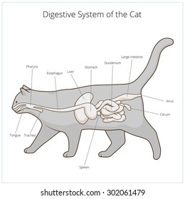 74 Cat large intestine Images, Stock Photos & Vectors | Shutterstock