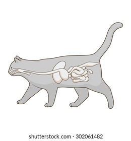 74 Cat large intestine Images, Stock Photos & Vectors | Shutterstock