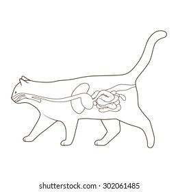 74 Cat large intestine Images, Stock Photos & Vectors | Shutterstock