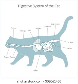 74 Cat large intestine Images, Stock Photos & Vectors | Shutterstock