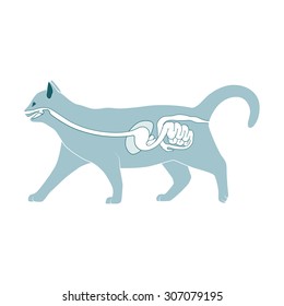74 Cat large intestine Images, Stock Photos & Vectors | Shutterstock