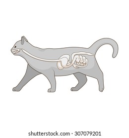 74 Cat large intestine Images, Stock Photos & Vectors | Shutterstock
