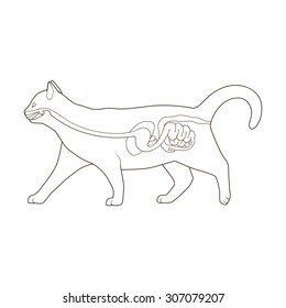 74 Cat large intestine Images, Stock Photos & Vectors | Shutterstock
