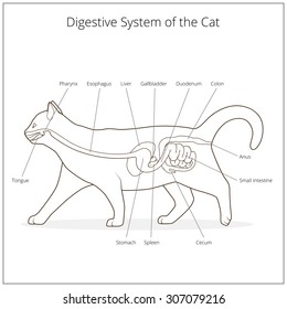 74 Cat large intestine Images, Stock Photos & Vectors | Shutterstock