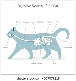 74 Cat large intestine Images, Stock Photos & Vectors | Shutterstock