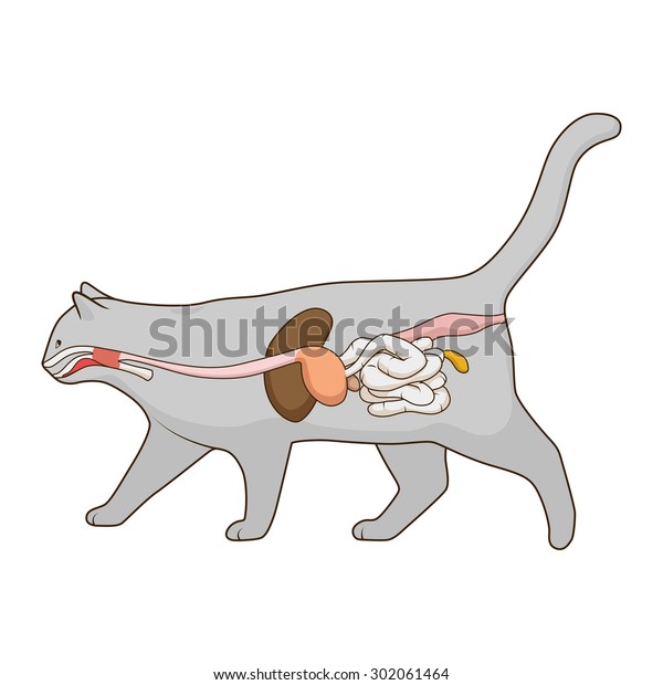 Digestive System Cat Raster Version Stock Illustration 302061464 ...