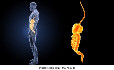 Digestive System Lateral View 3d Illustration Stock Illustration ...