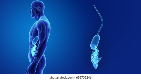 Digestive System Lateral View 3d Illustration Stock Illustration ...