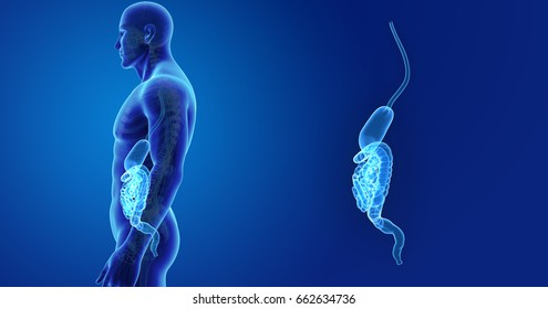 Digestive System Lateral View 3d Illustration Stock Illustration ...