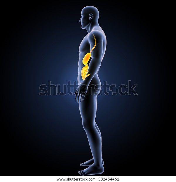 Digestive System Lateral View 3d Illustration Stock Illustration 582454462