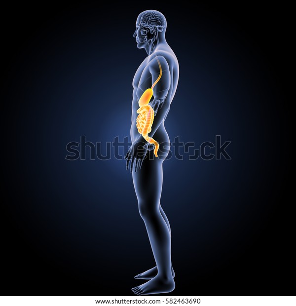 Digestive System Lateral View 3d Illustration Stock Illustration ...