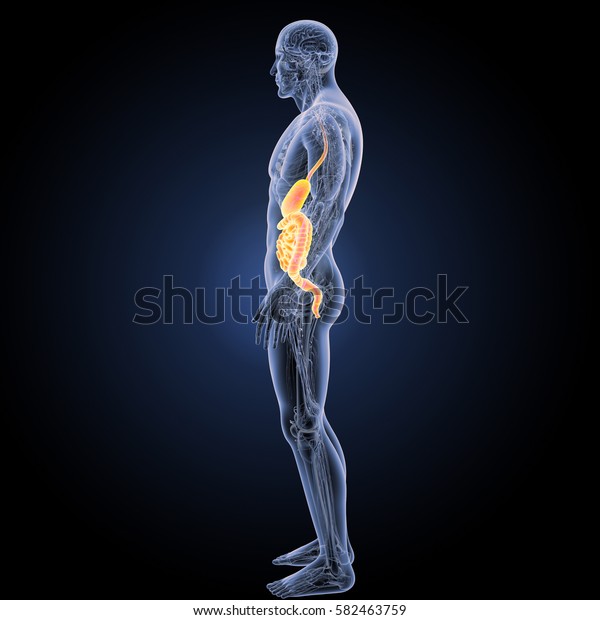 Digestive System Lateral View 3d Illustration Stock Illustration ...