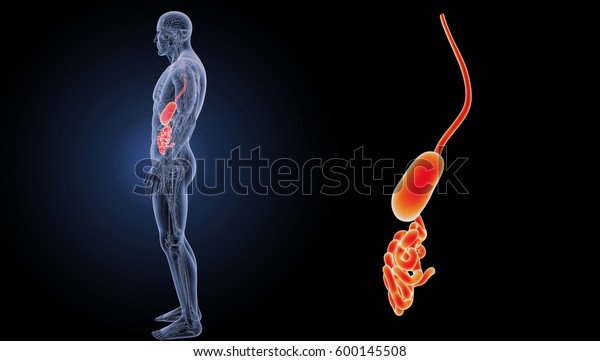 Digestive System Lateral View 3d Illustration Stock Illustration ...
