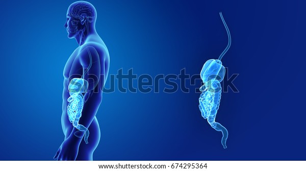 Digestive System Lateral View 3d Illustration Stock Illustration ...