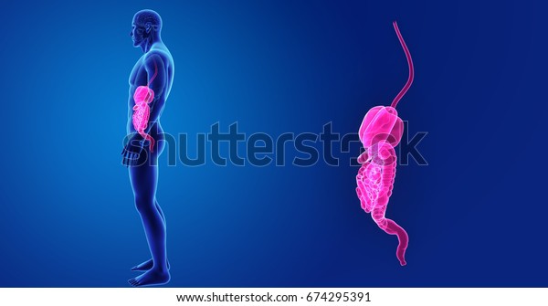 Digestive System Lateral View 3d Illustration Stock Illustration ...