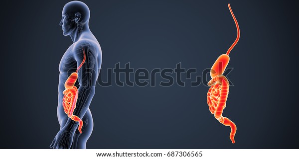 Digestive System Lateral View 3d Illustration Stock Illustration ...