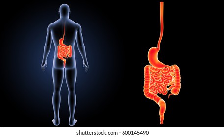 Digestive System Posterior View 3d Illustration 스톡 일러스트 600145406 ...