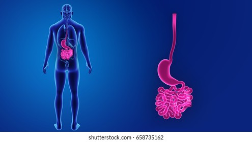 Digestive System Posterior View 3d Illustration Stock Illustration ...