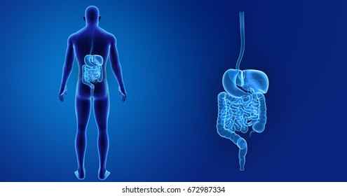 3,618 Posterior view body organs Images, Stock Photos & Vectors ...