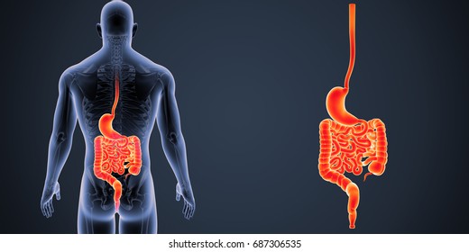 Digestive System Posterior View 3d Illustration Stock Illustration ...