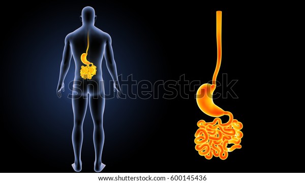 Digestive System Posterior View 3d Illustration Stock Illustration ...