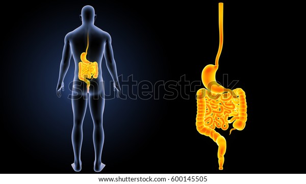 Digestive System Posterior View 3d Illustration Stock Illustration ...