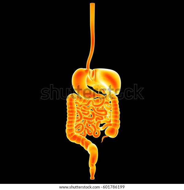 Digestive System Posterior View 3d Illustration: ภาพประกอบสต็อก ...