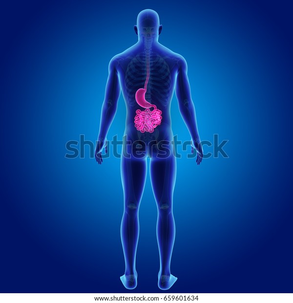 Digestive System Posterior View 3d Illustration Stock Illustration ...