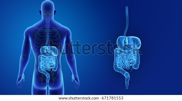 Digestive System Posterior View 3d Illustration Stock Illustration ...