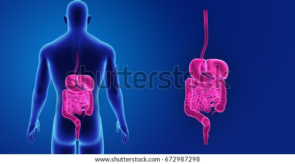 Digestive System Posterior View 3d Illustration Stock Illustration ...