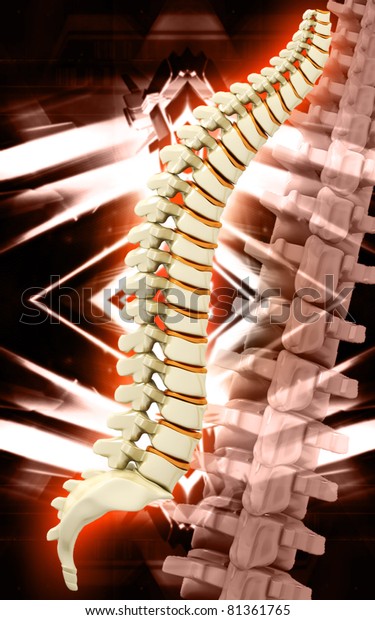 Digital Illustration Back Bone Colour Background Stock Illustration ...