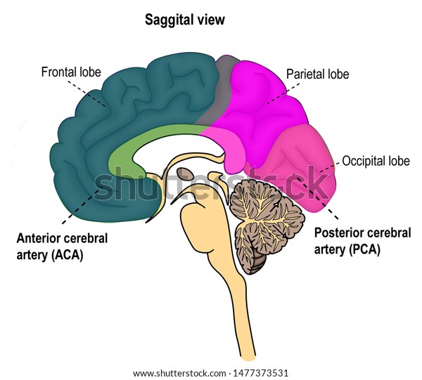 Anterior Cerebral Artery